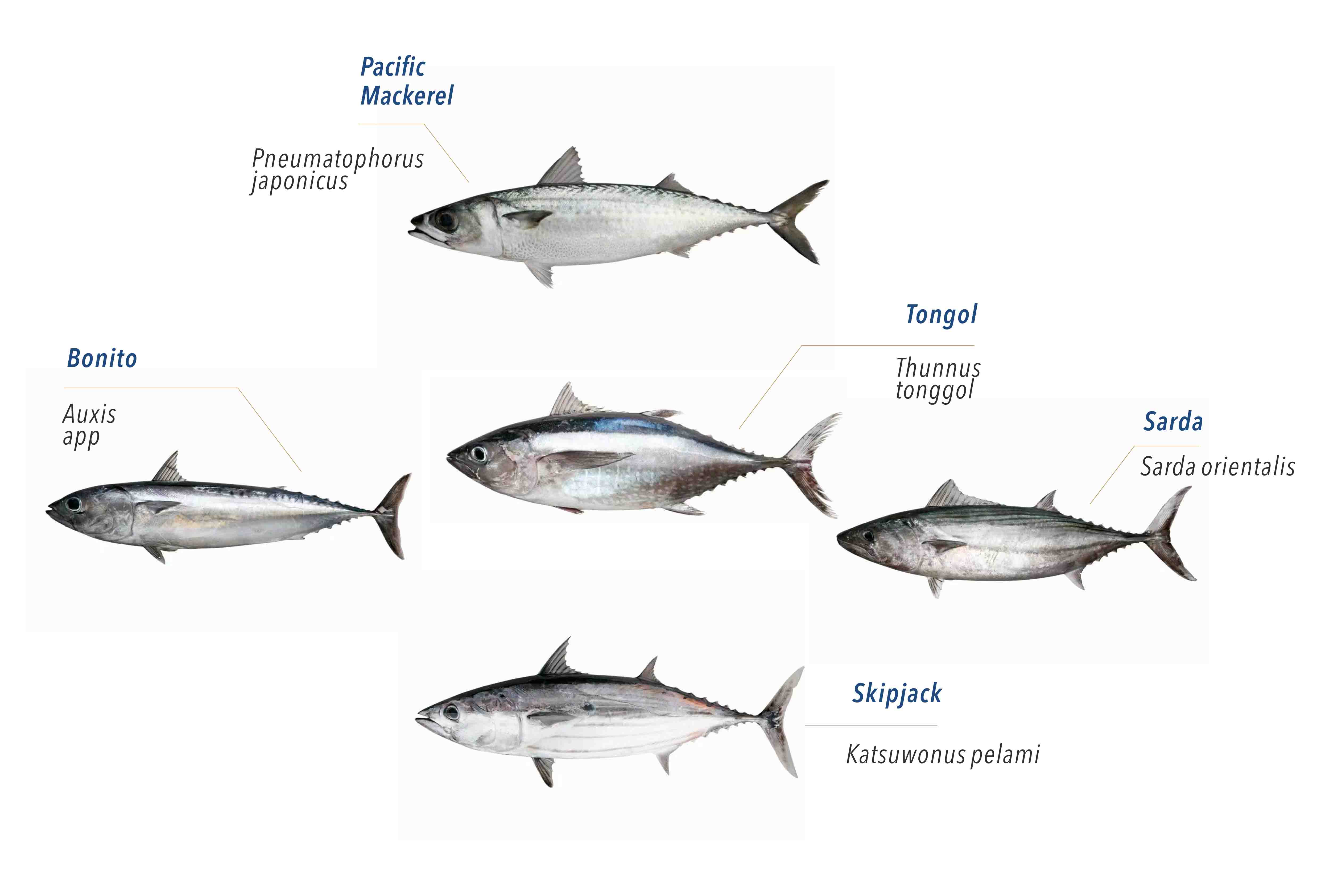 Ocean fishing, Ocean refrigerated transportation, Offshore cold chain ...